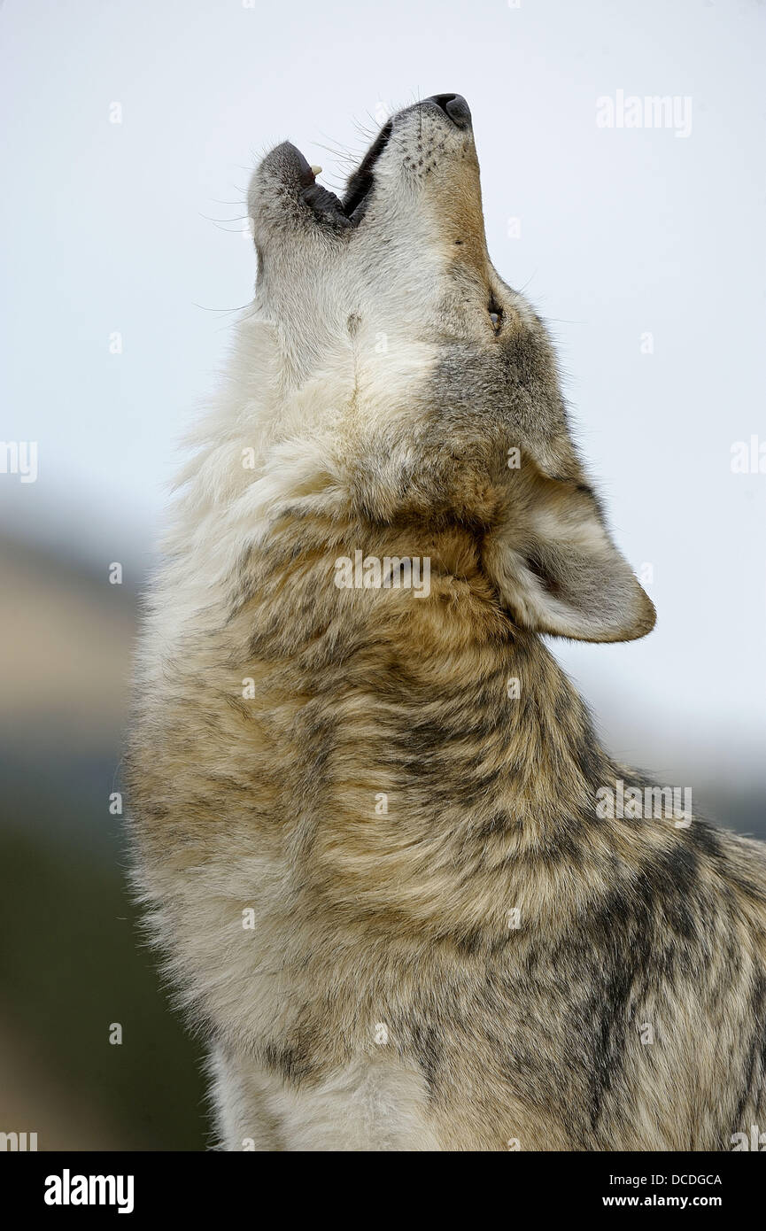 Gray wolf howling hi-res stock photography and images - Alamy