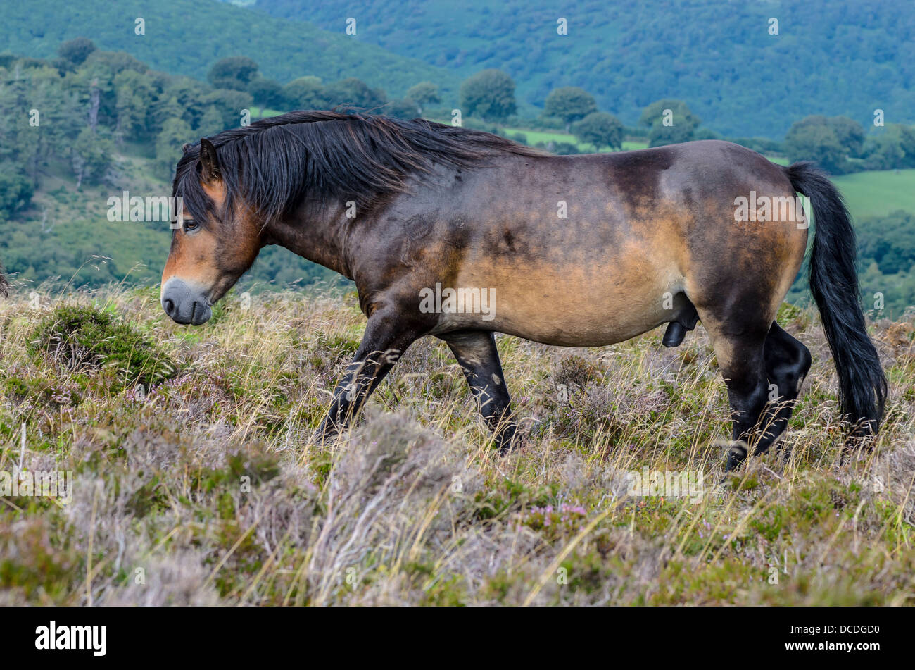 Exmoor stallion patrolling his domain Stock Photo - Alamy