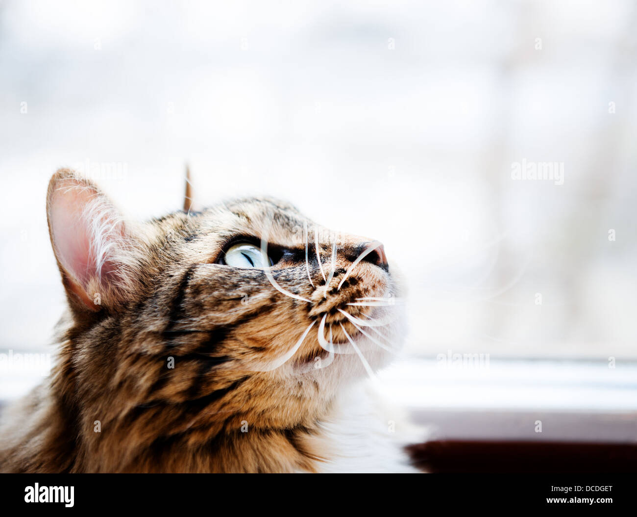 Cat looking up Stock Photo - Alamy