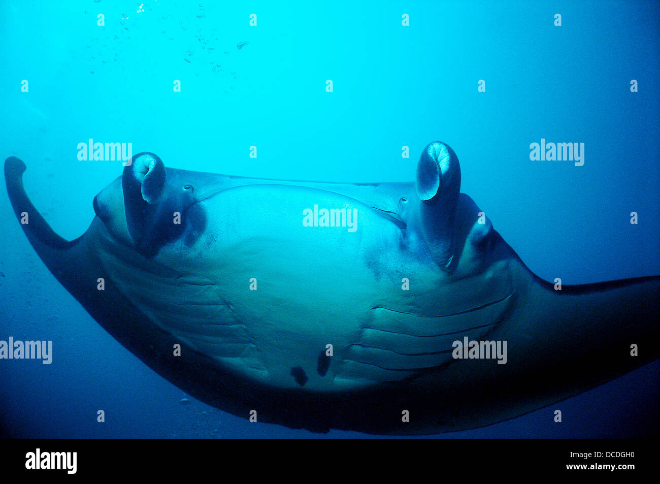 Mobular ray hi-res stock photography and images - Alamy