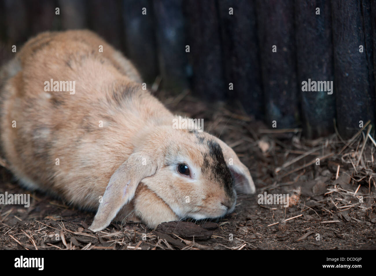 Cute Bunny rabbit Stock Photo - Alamy