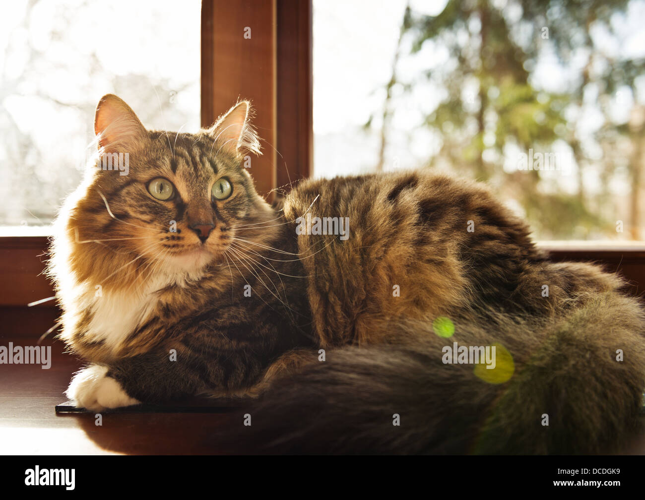 Cute kitty sitting by the window hi-res stock photography and images ...