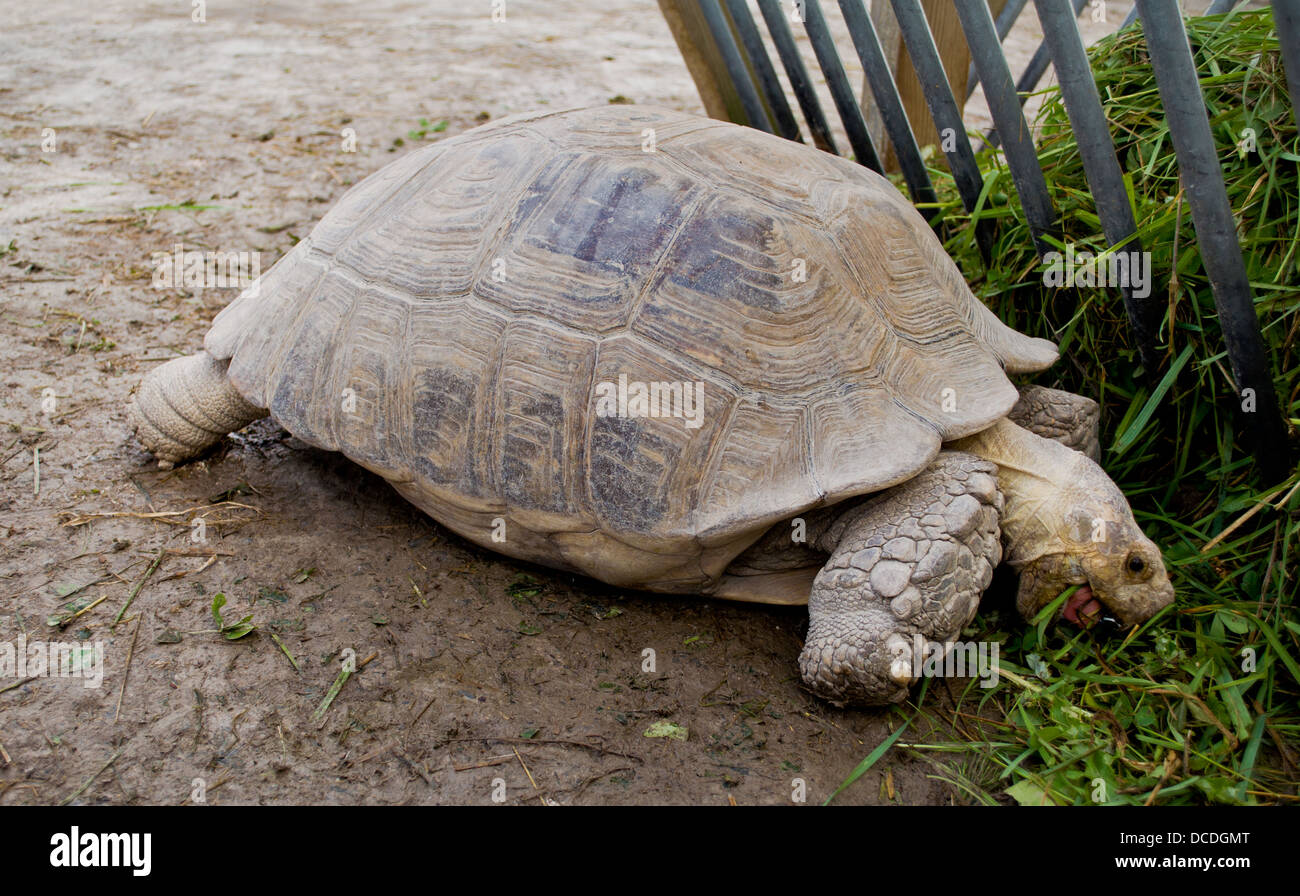 Giant sea turtle hi-res stock photography and images - Alamy