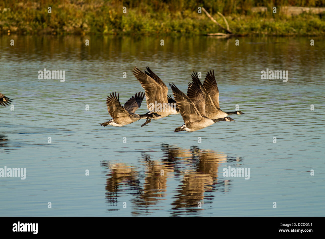 Hunting geese alberta hi-res stock photography and images - Alamy