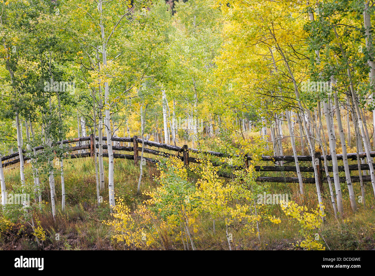 Aspen trees with autumn colours and picket fence, Colorado, USA Stock ...