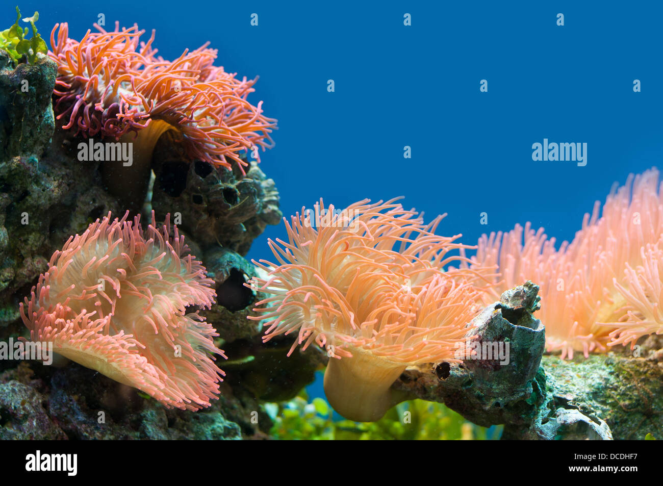 Colorful coral reef background Stock Photo - Alamy
