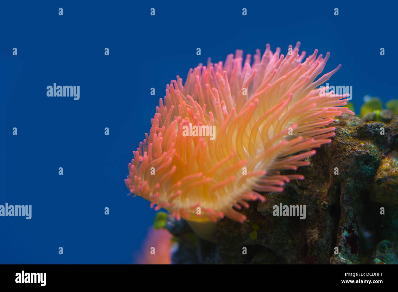 Colorful coral reef background Stock Photo - Alamy