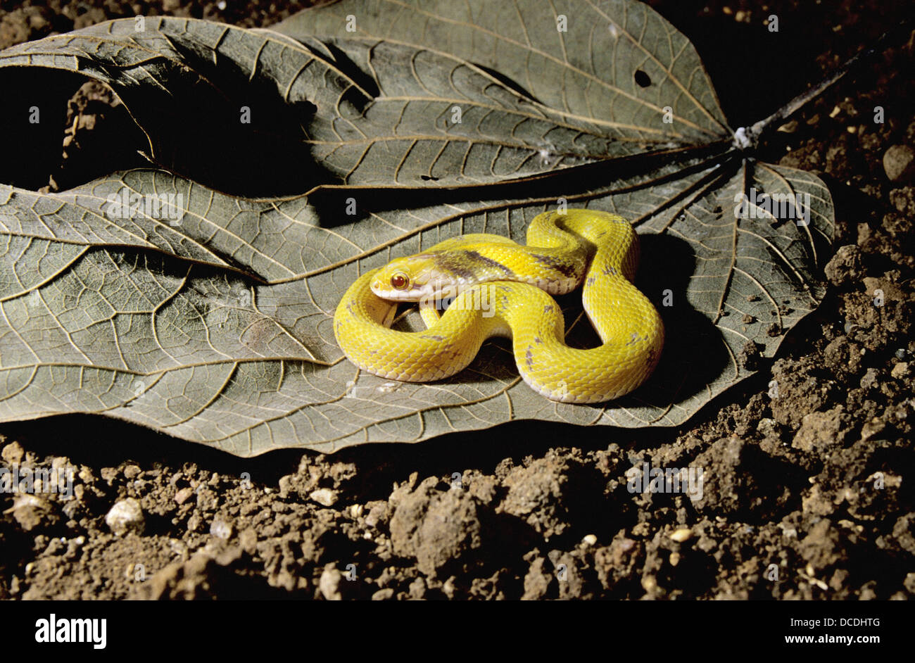 Albino leaf hi-res stock photography and images - Alamy