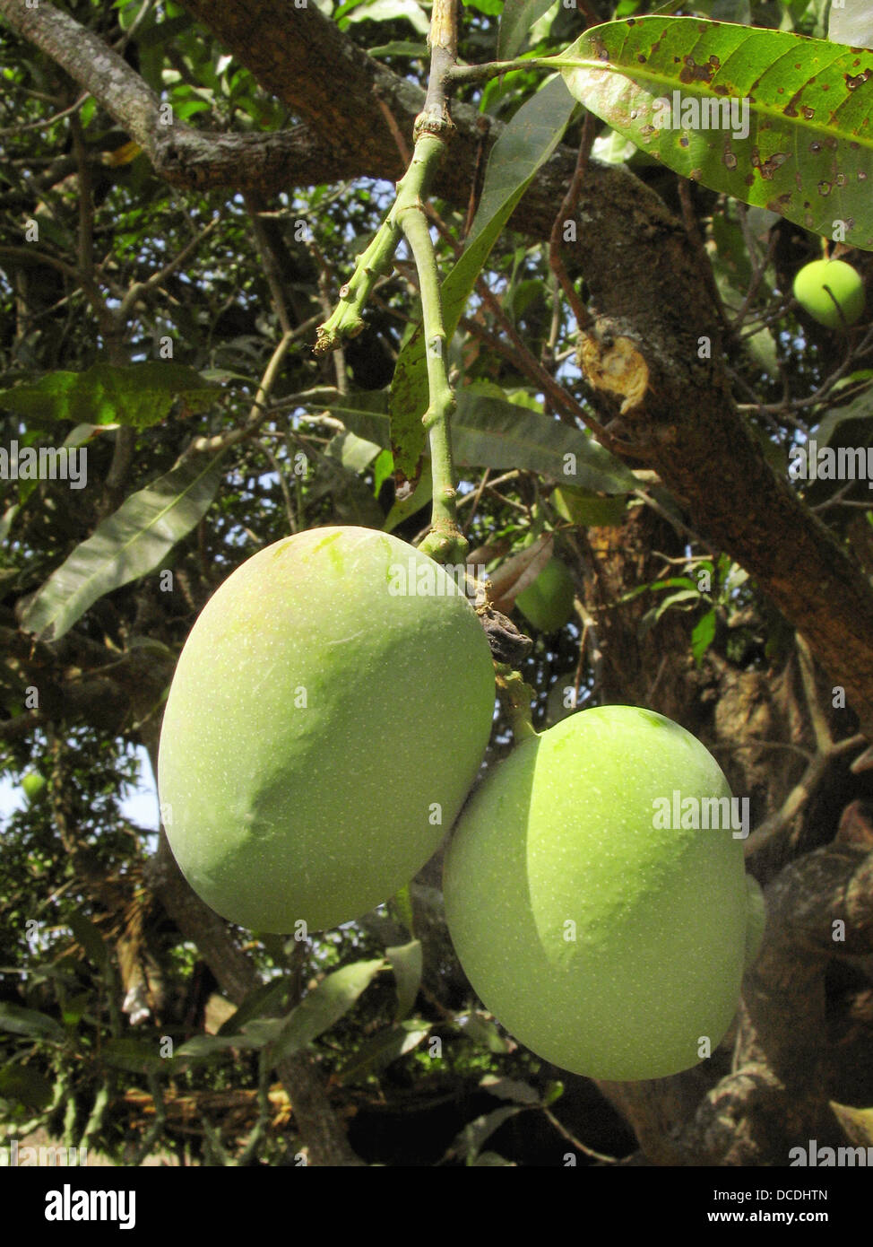 A pair of green raw mangoes Stock Photo - Alamy