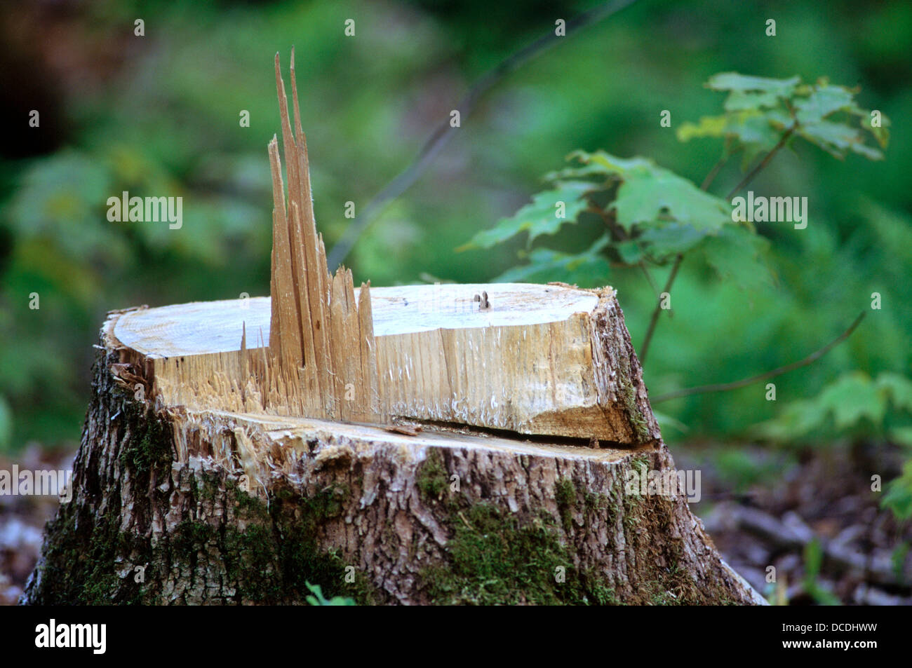 Timber logging canada quebec hi-res stock photography and images - Alamy