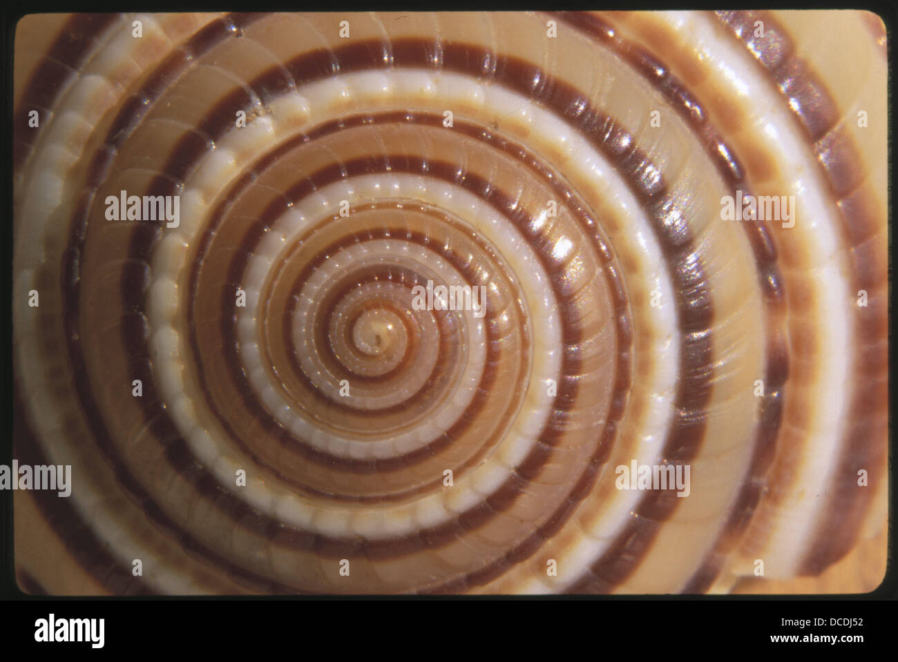 Clear Sundial Shell High Resolution Stock Photography and Images - Alamy