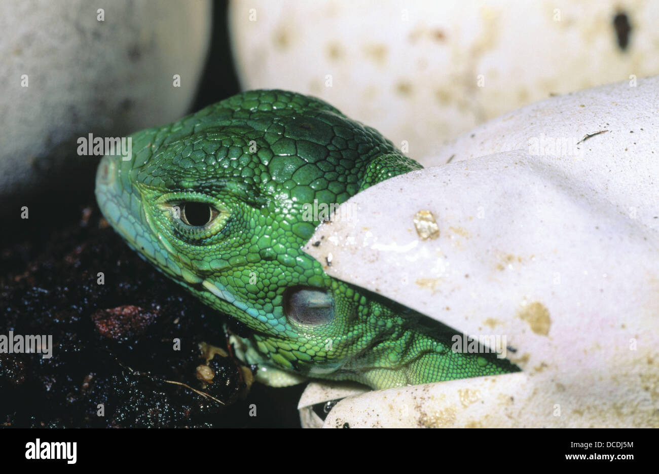 Green iguana egg hi-res stock photography and images - Alamy