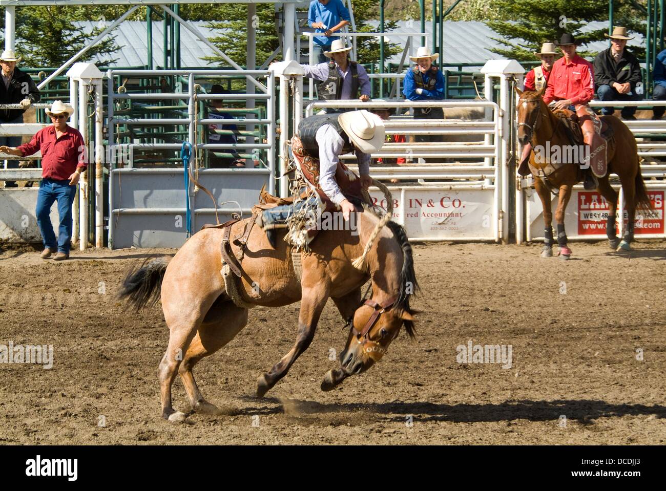 Horse pincher hi-res stock photography and images - Alamy