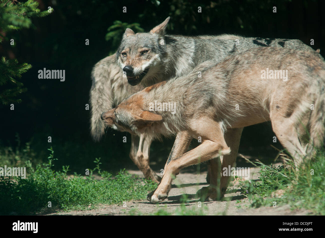 Band of Timber Wolf (Canis lupus Stock Photo - Alamy