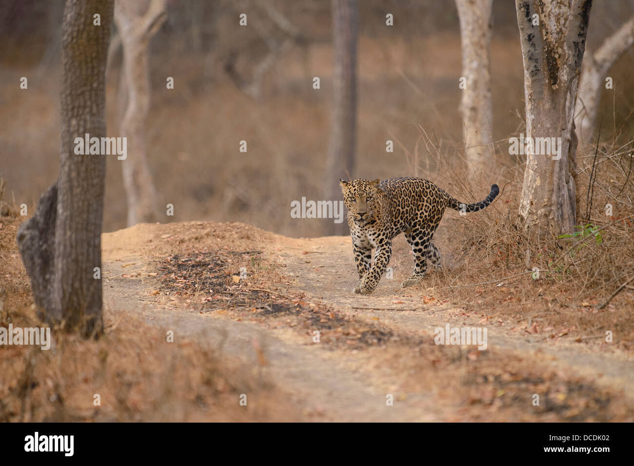 Adult male leopard spray-marking a tree off a vehicle track on a summer ...