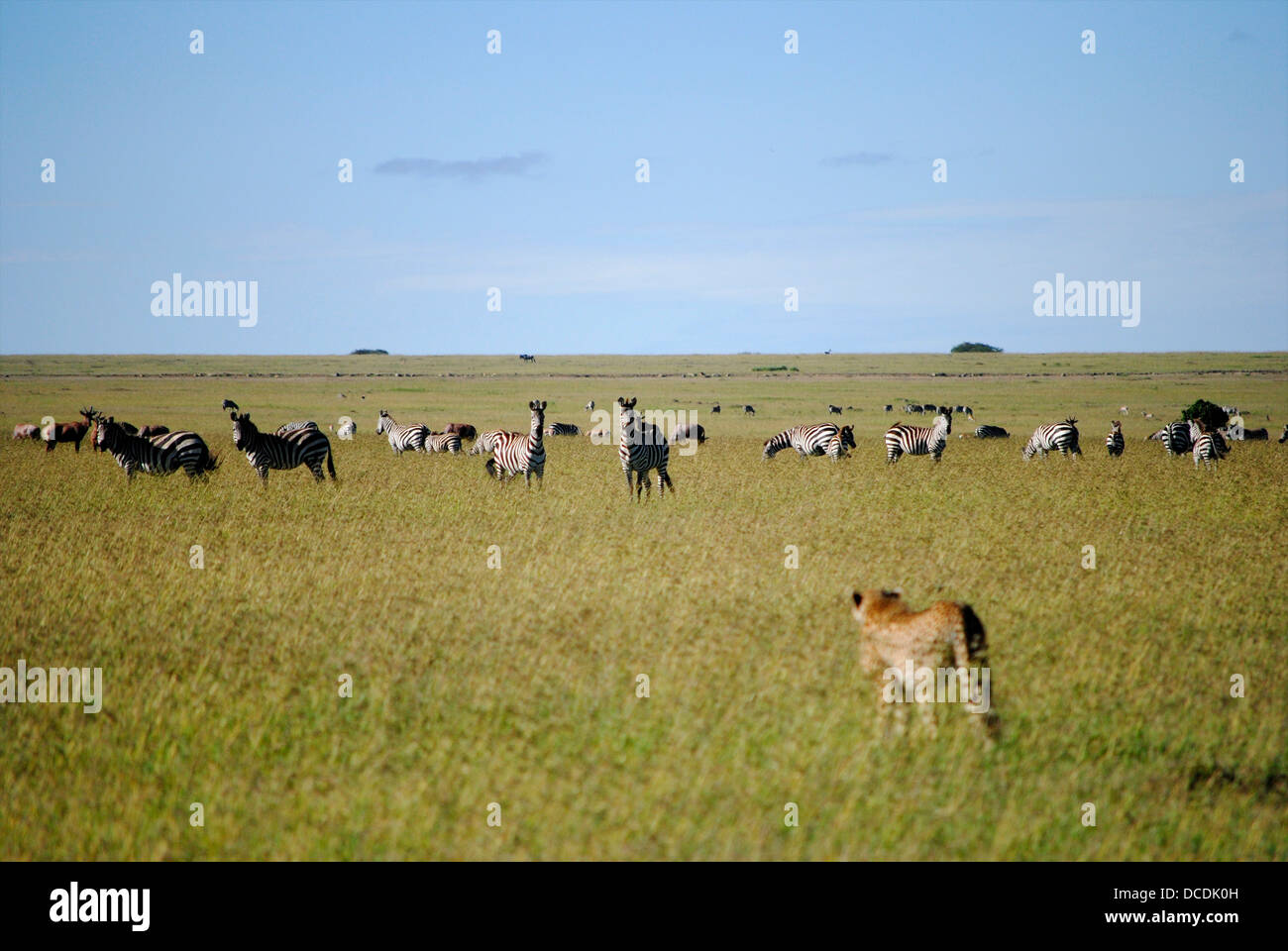 Cheetah hunt zebra hi-res stock photography and images - Alamy