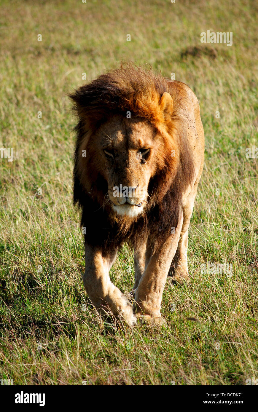 Old male lion walking across the grassy plain Stock Photo - Alamy