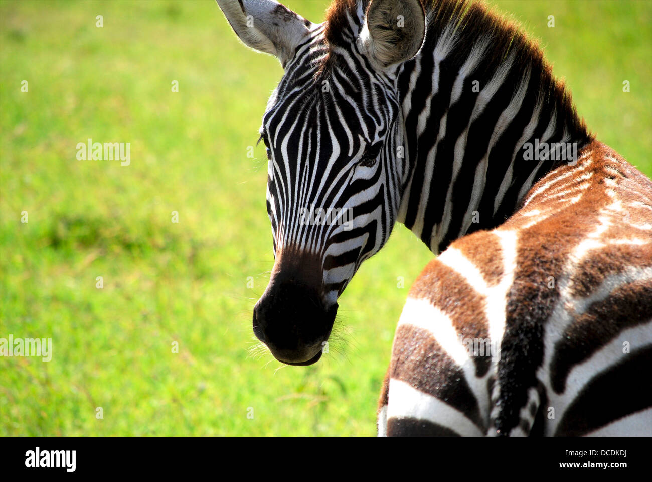 Zebra looking back hi-res stock photography and images - Alamy