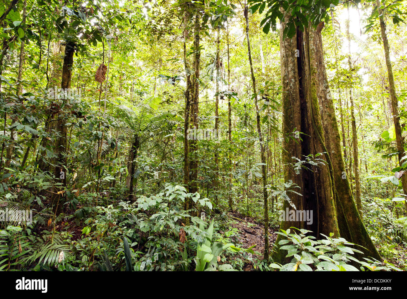 Giant rainforest tree with buttressed roots and fluted trunk, Ecuador ...