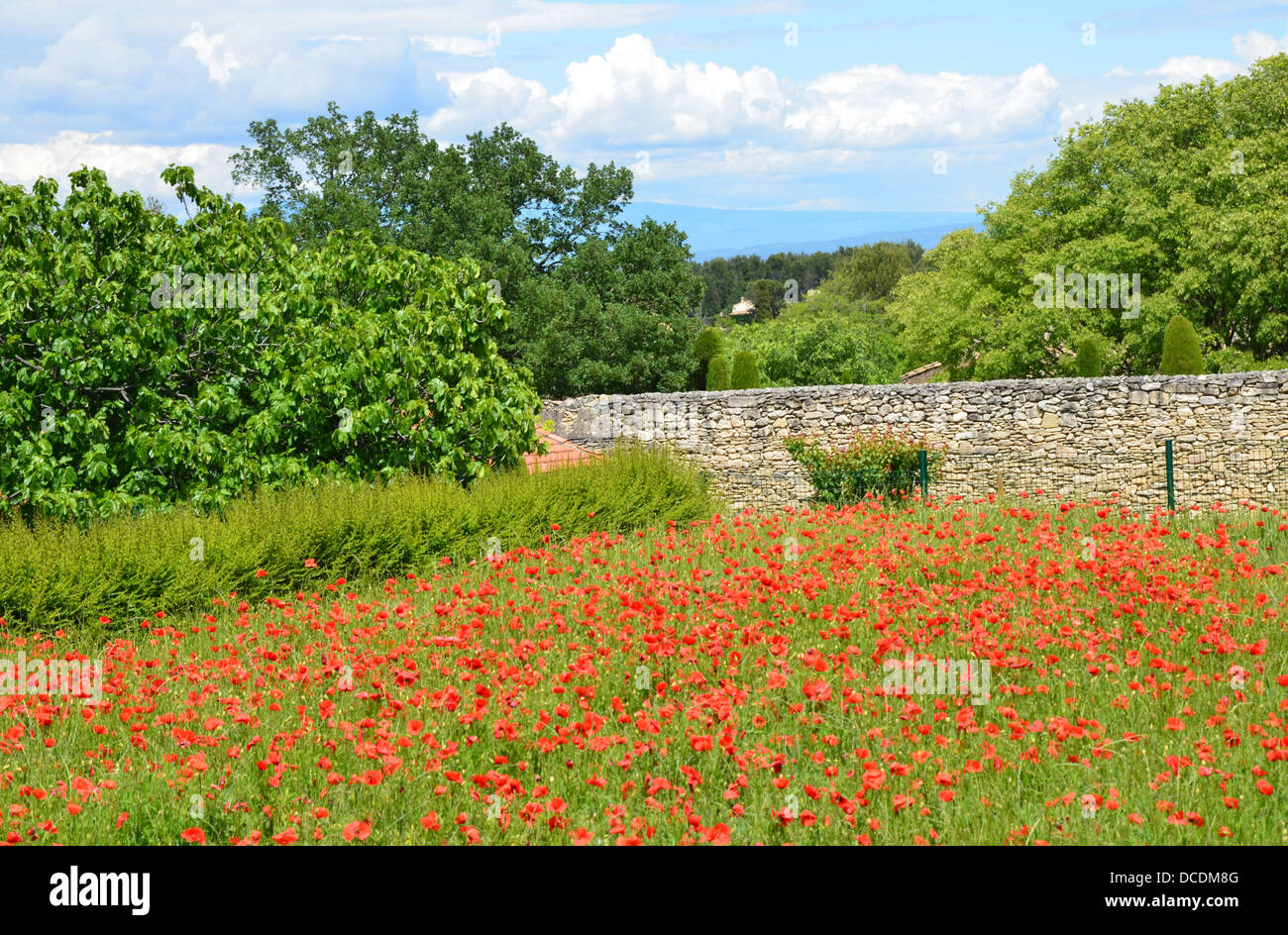 Saint Paul-de-Mausole, St. Remy Provence France Vincent van Gogh garden ...