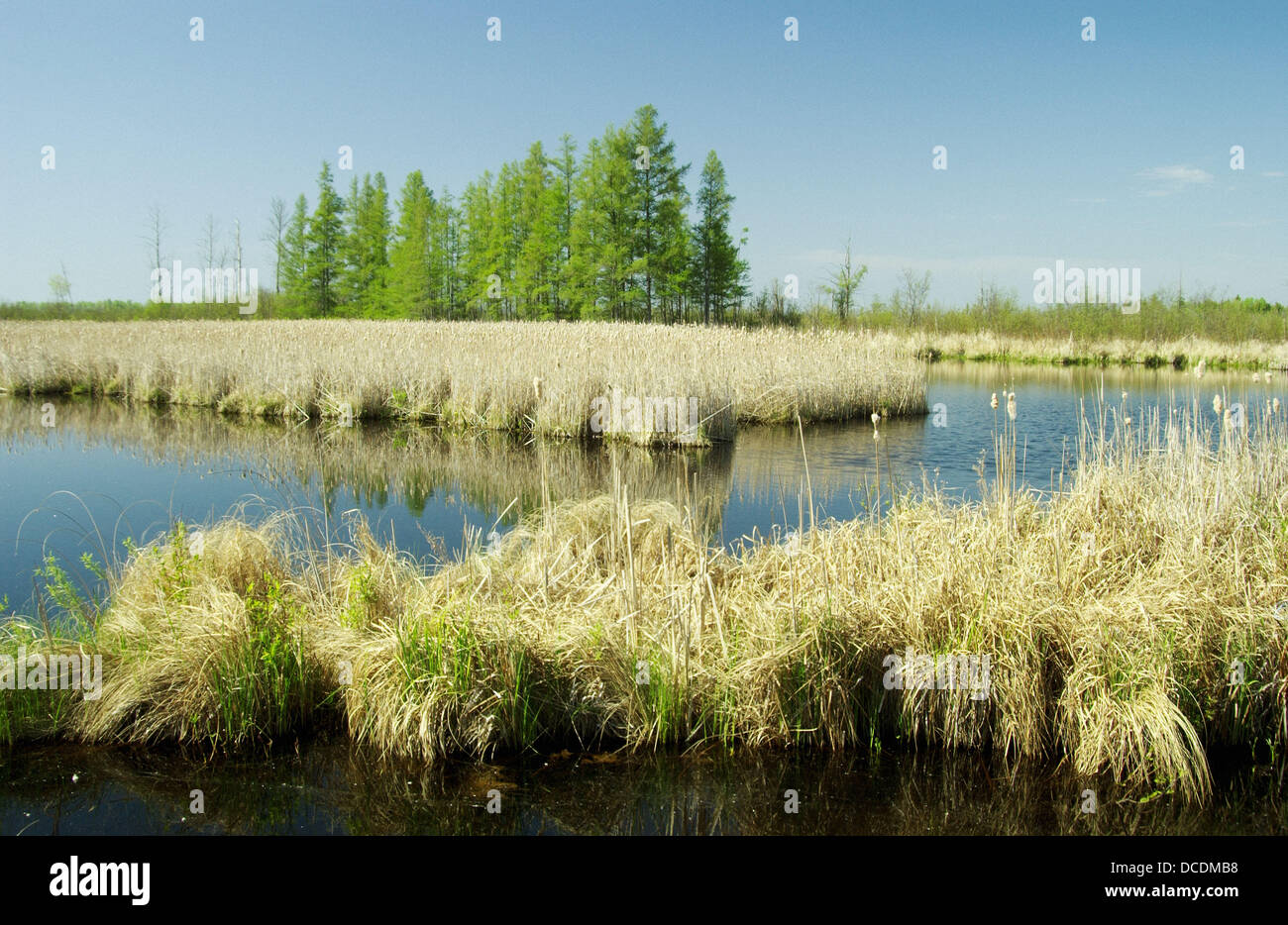 The marshes and wetlands of northern Minnesota, USA in springtime Stock ...