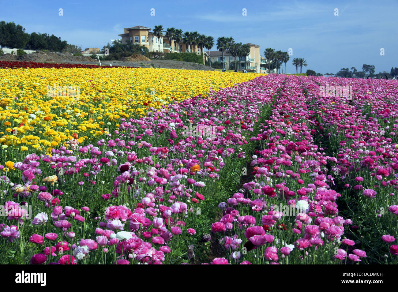 Giant tecolote ranunculus hi-res stock photography and images - Alamy