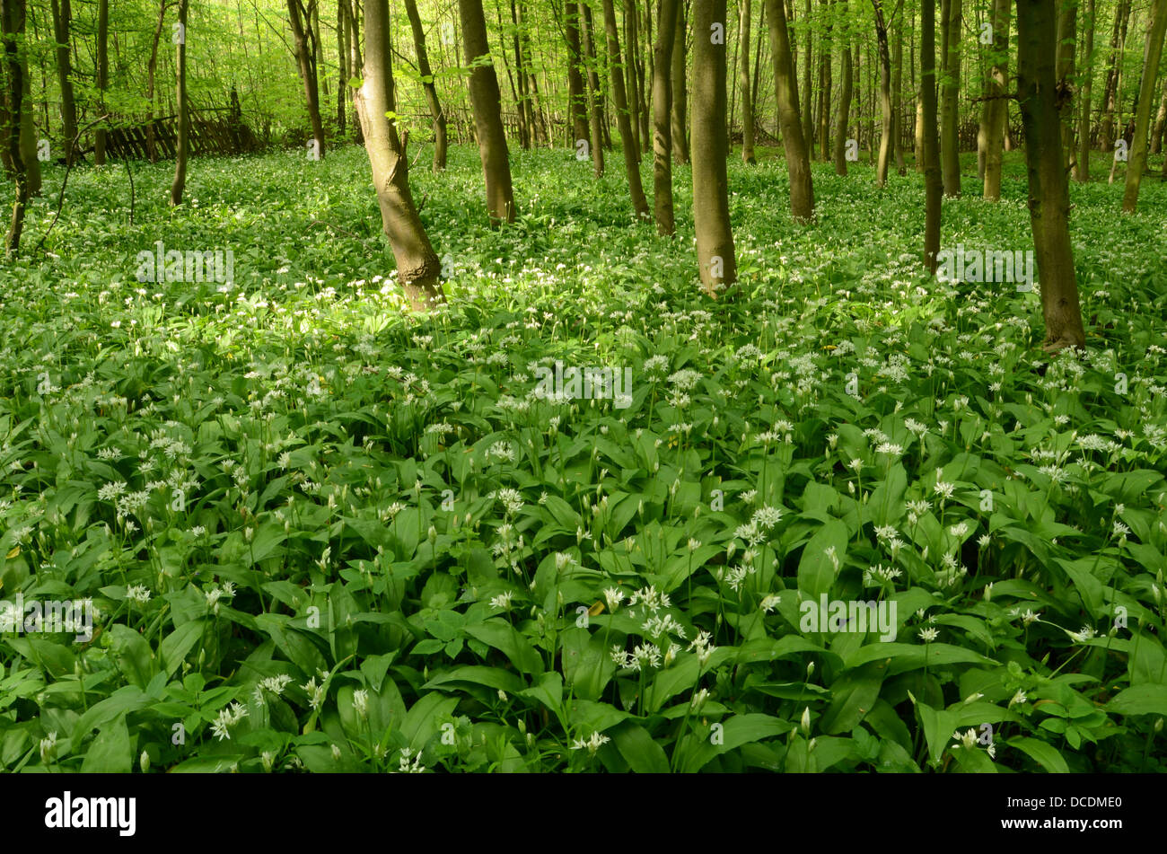 Galic tree hi-res stock photography and images - Alamy