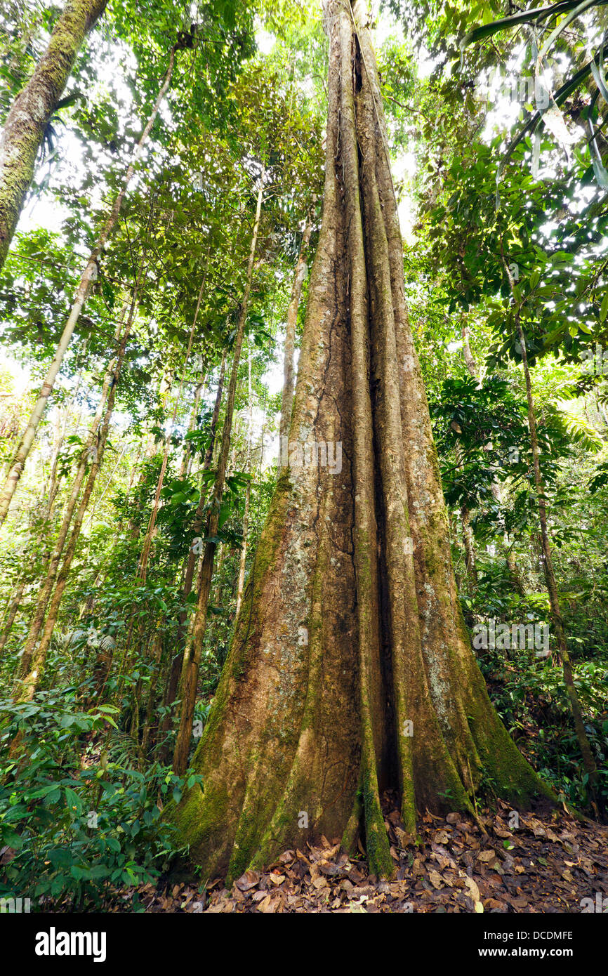 Rainforest trunk amazon bark big buttress ecuador forest giant green ...