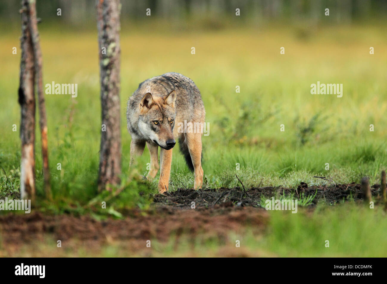 European grey wolf (Canis lupus) standing among small trees at the edge ...