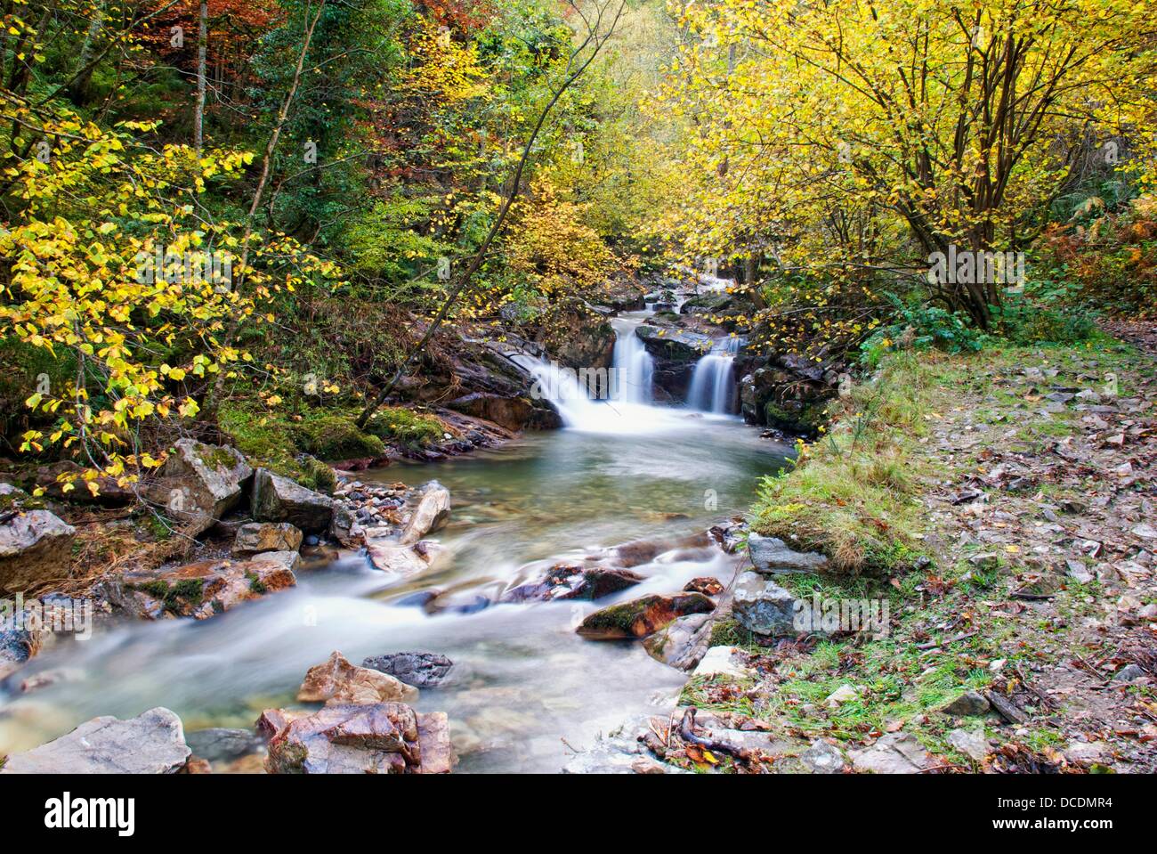 Ague tree hi-res stock photography and images - Alamy