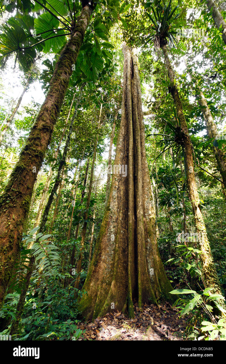 Rainforest trunk amazon bark big buttress ecuador forest giant green ...