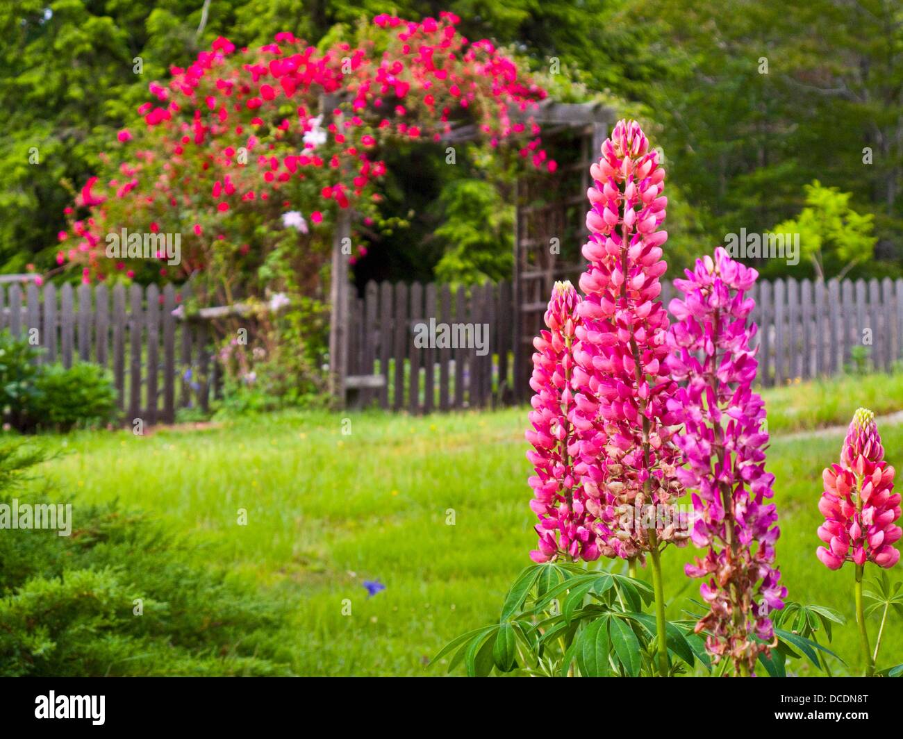 Rose arbour hi-res stock photography and images - Alamy