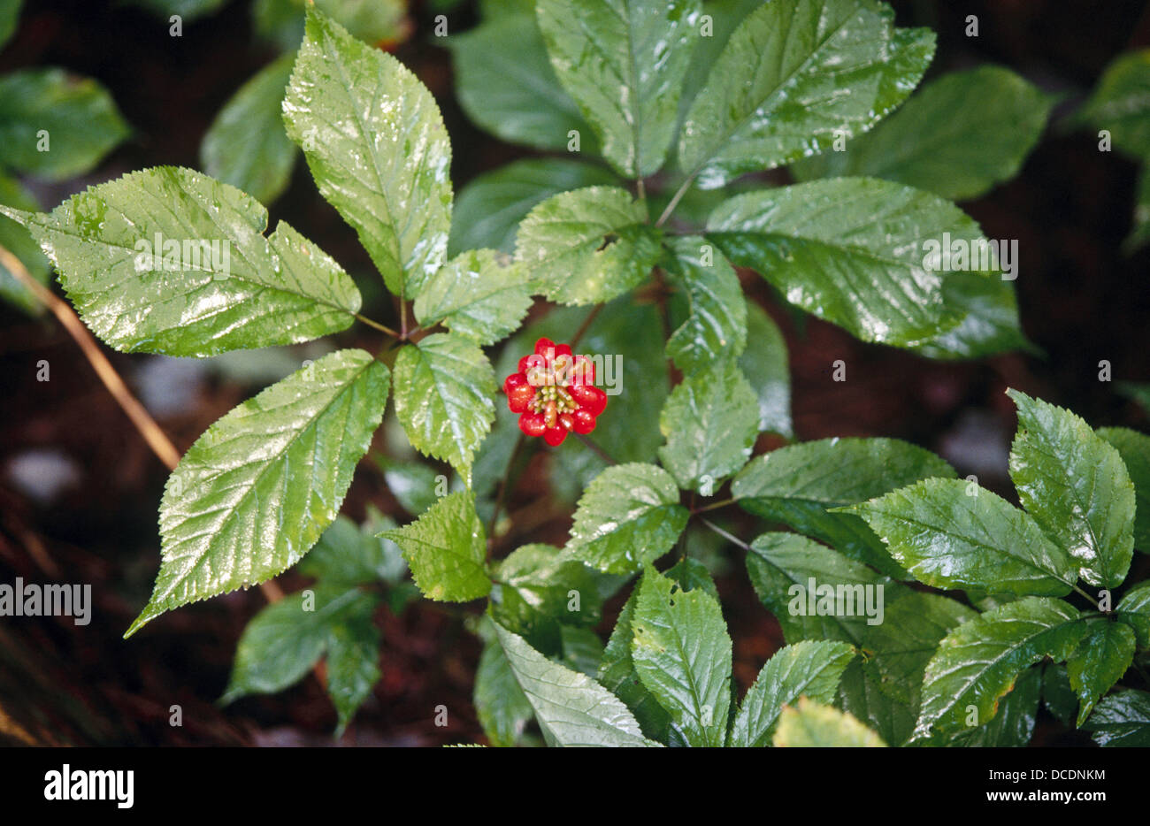 American ginseng flower hi-res stock photography and images - Alamy