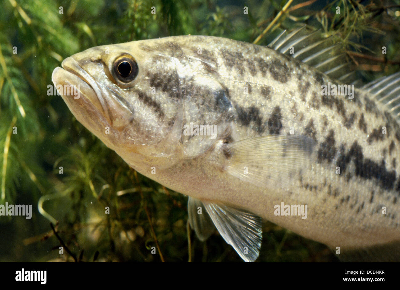 Largemouth bass close up hi-res stock photography and images - Alamy