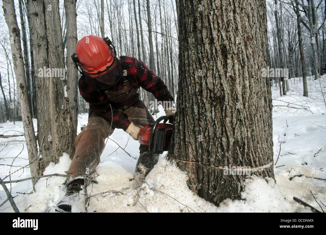 Tree lumbering hi-res stock photography and images - Alamy