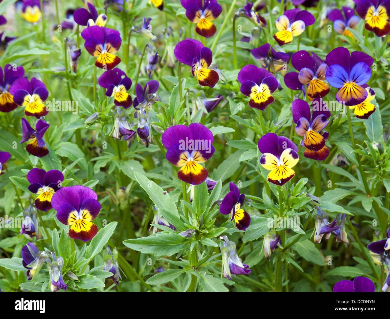 Johnny jump up flower hi-res stock photography and images - Alamy