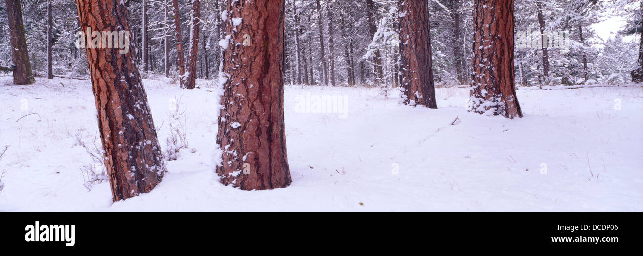 Bitterroot mountains panorama High Resolution Stock Photography and ...