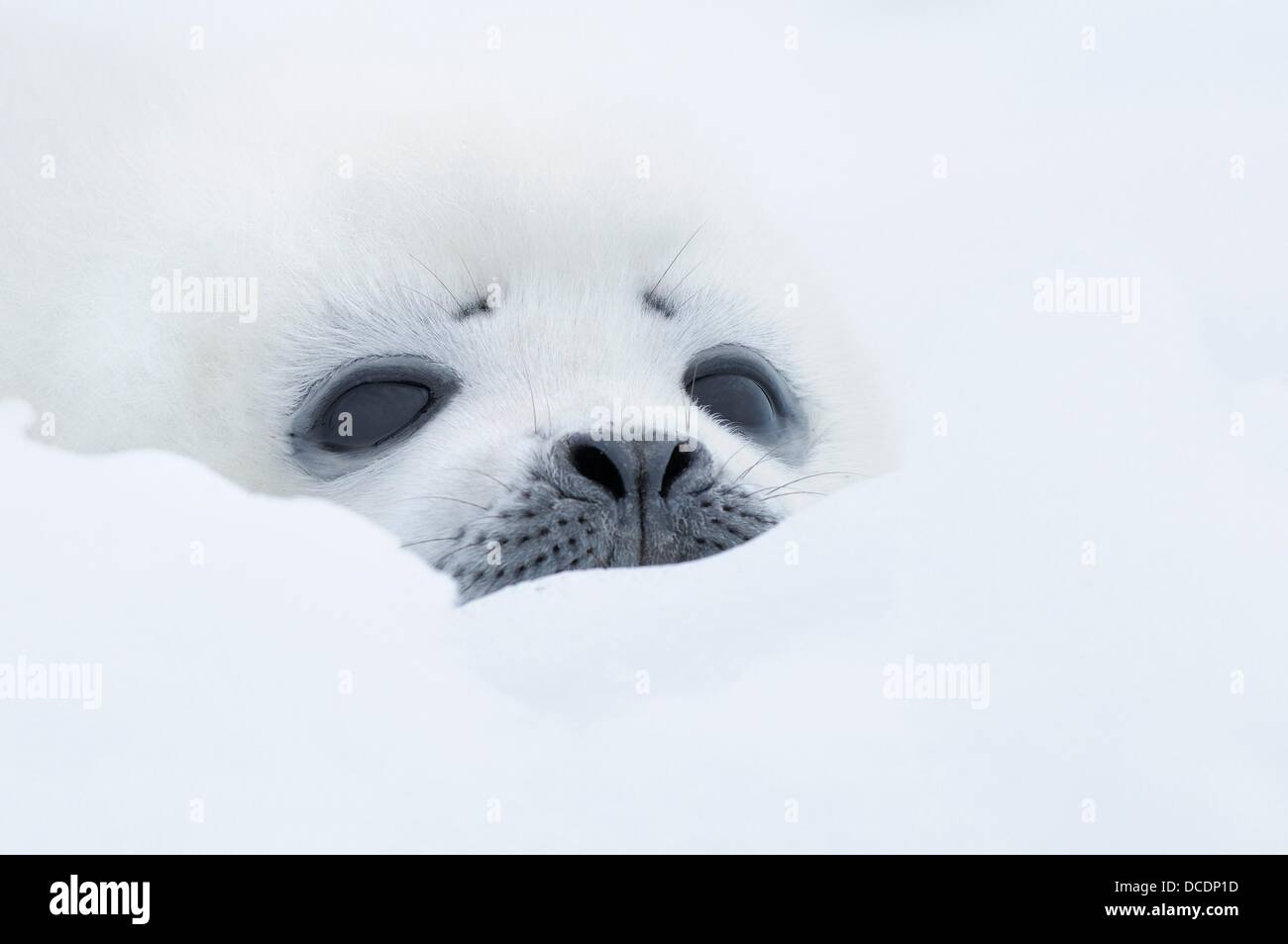 Harp Seal (Phoca groenlandica), pup, Magdalen Islands, Québec, Canada Stock Photo - Alamy