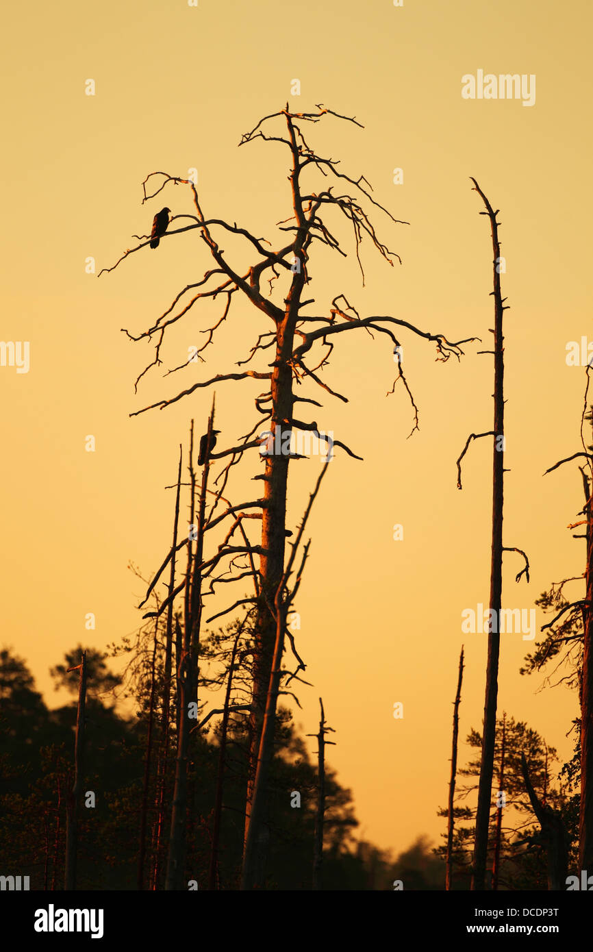 Silhouette of a raven (Corvus corax) perched at the top of a dead tree ...