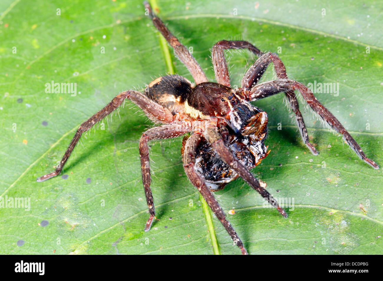 Wolf spider eating hi-res stock photography and images - Alamy