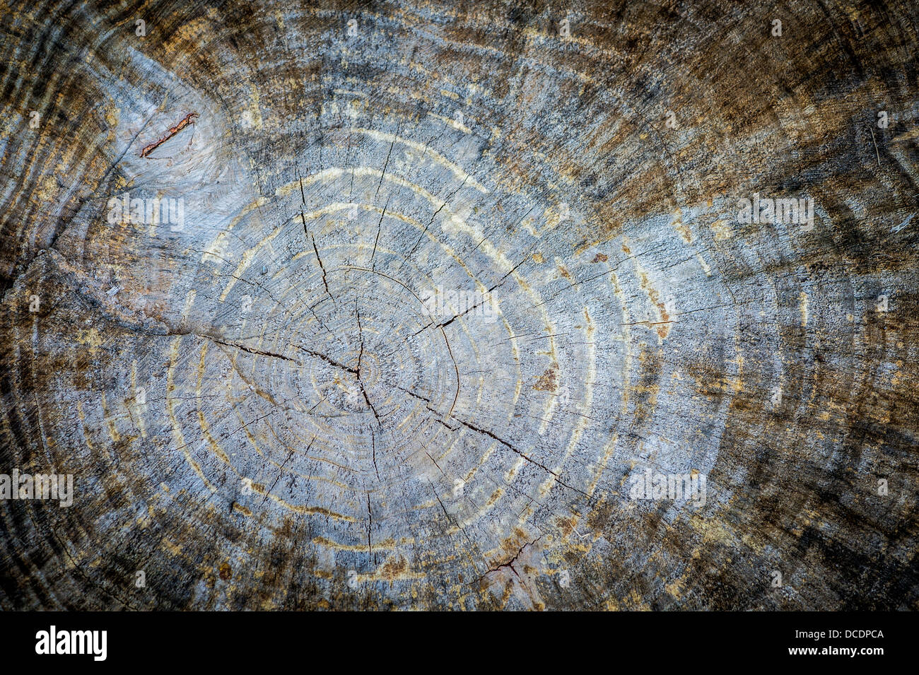 Abstract Tree Stump Rings Stock Photo - Alamy
