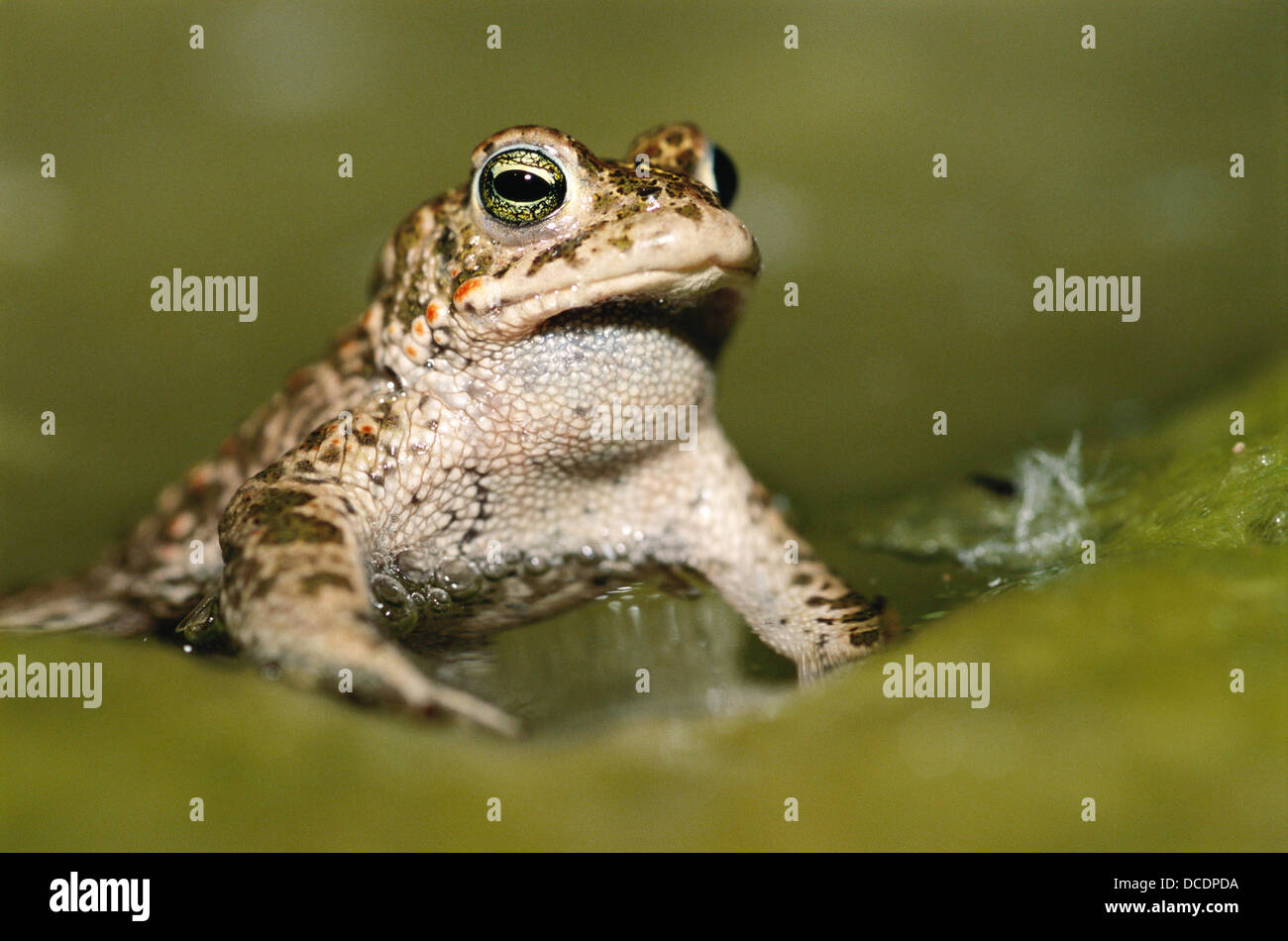Natterjack toad spawn hi-res stock photography and images - Alamy