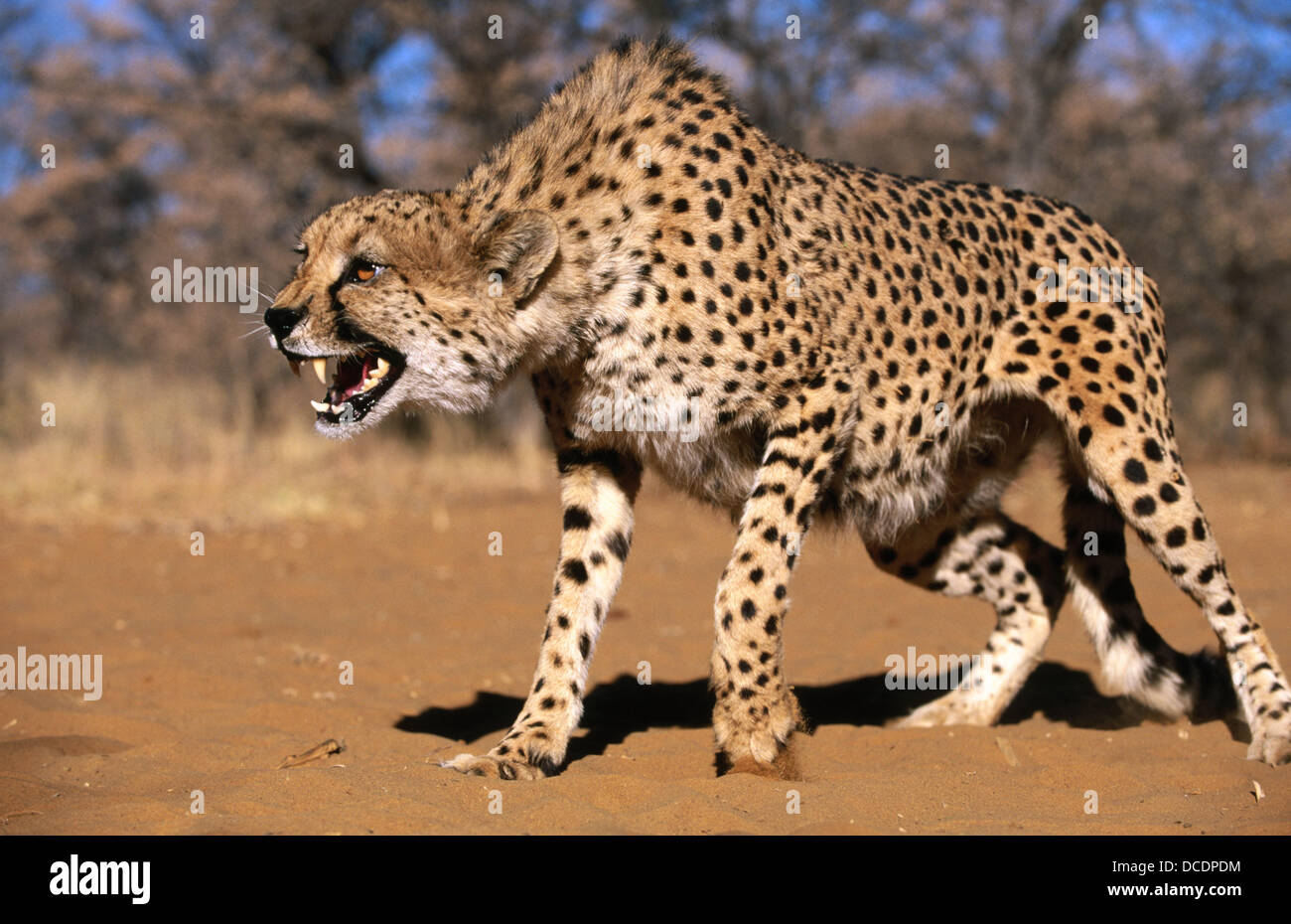 Fierce cheetah hi-res stock photography and images - Alamy