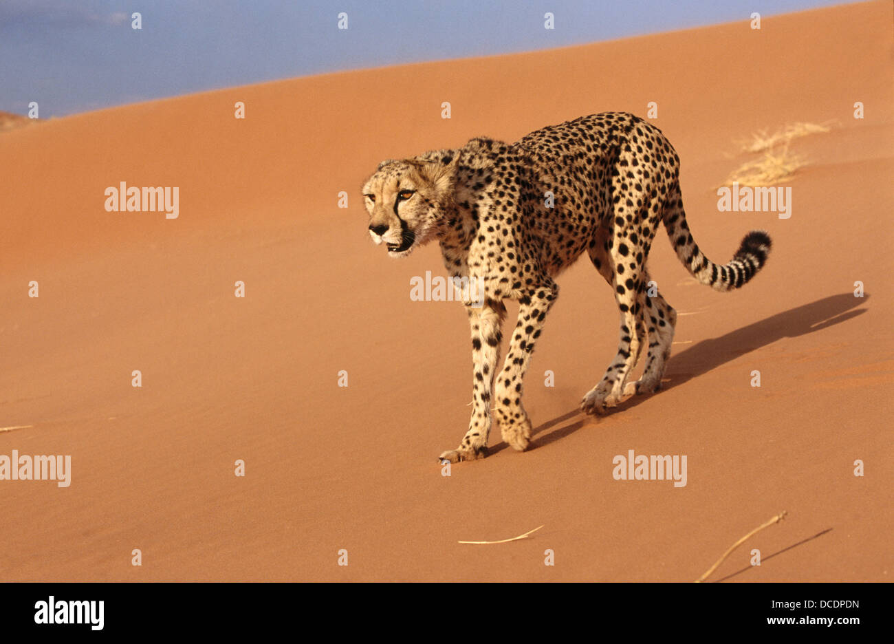 Spotted game locations hi-res stock photography and images - Alamy