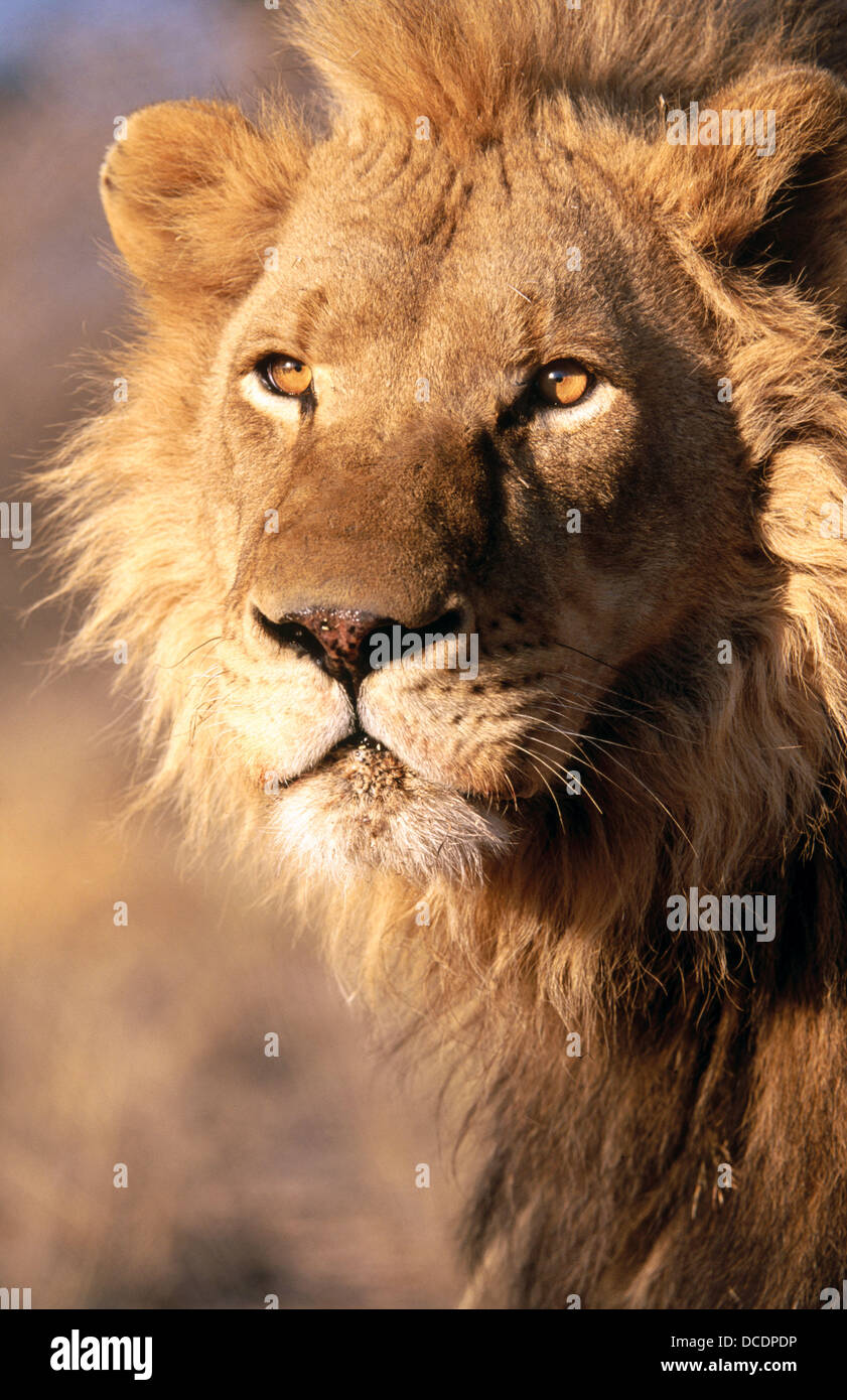Captive at game farm namibia hi-res stock photography and images - Alamy