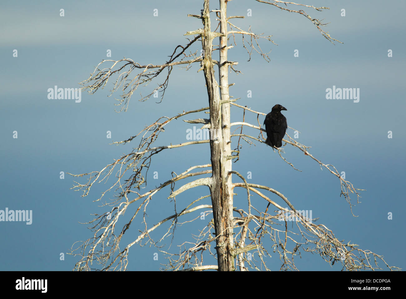 Raven dead hi-res stock photography and images - Alamy