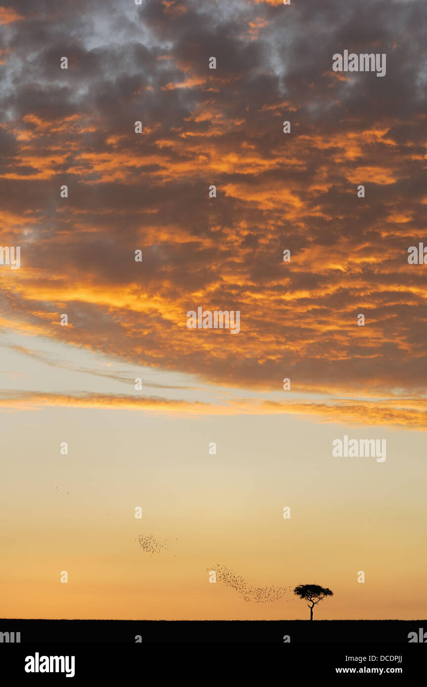 Balanites aegyptiaca hi-res stock photography and images - Alamy