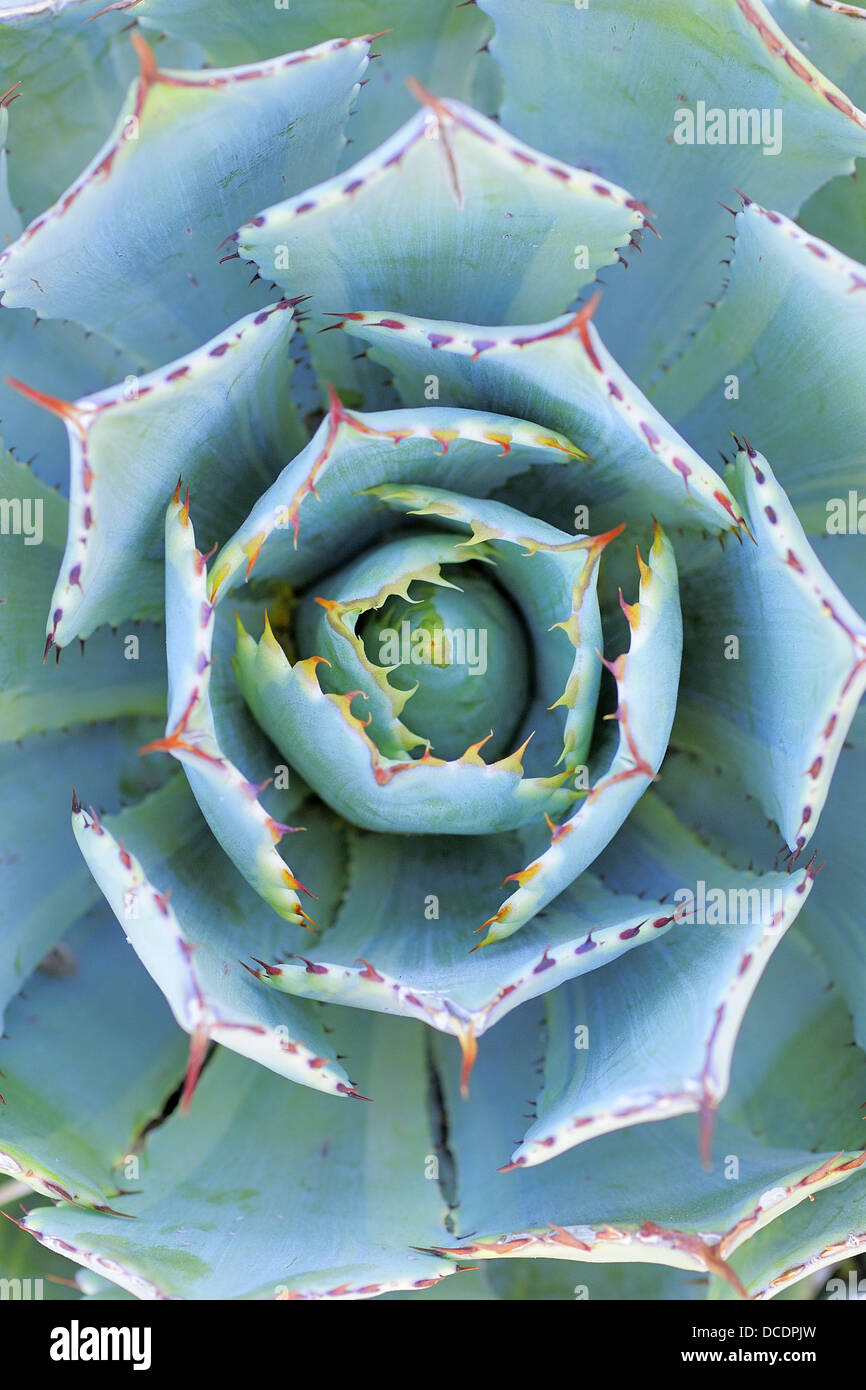 Agave flexispina hi-res stock photography and images - Alamy