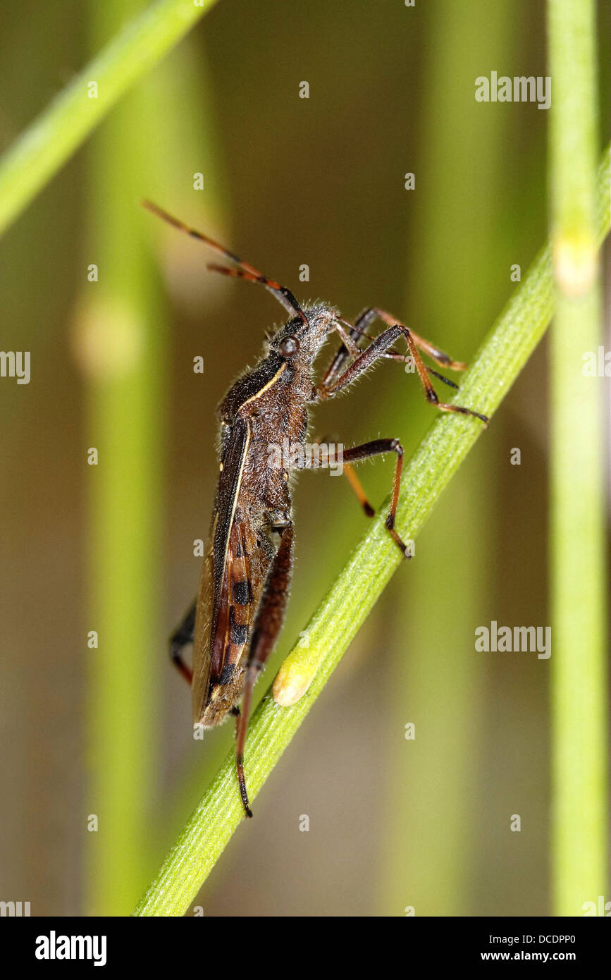 Stinkbugs hi-res stock photography and images - Alamy