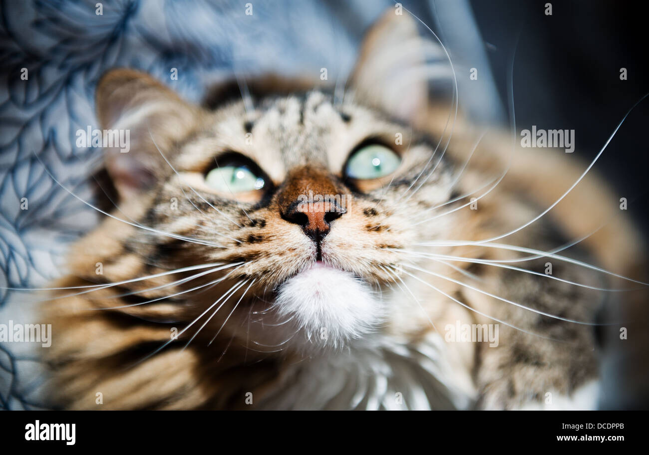 Cat looking up Stock Photo - Alamy